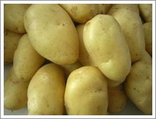 Top Grade New Crop Small Fresh Holland Potato Vegetable Long Shaped 125g