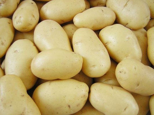 100% Maturity Fresh Smooth Holland Potato Yellow Inside 20 kg/ Carton