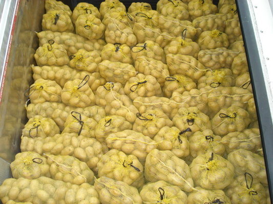 100% Maturity Fresh Smooth Holland Potato Yellow Inside 20 kg/ Carton