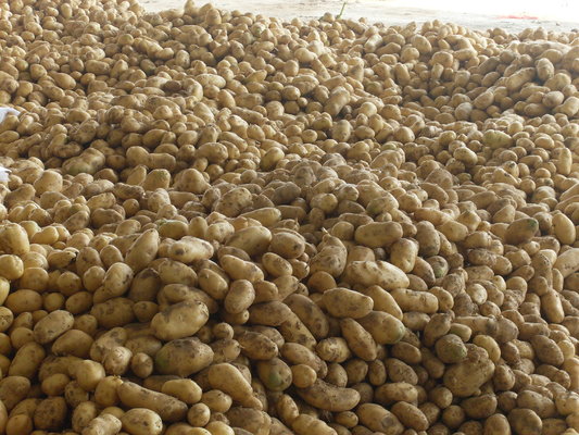 Healthy Smooth Organic Holland Potato , High In Starch 200g And Up