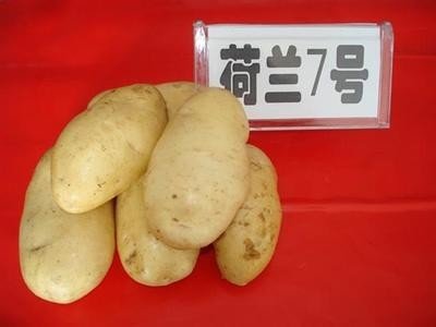 Natural Yellow Skin Organic Fresh Holland Potato Large Size 80 - 150g