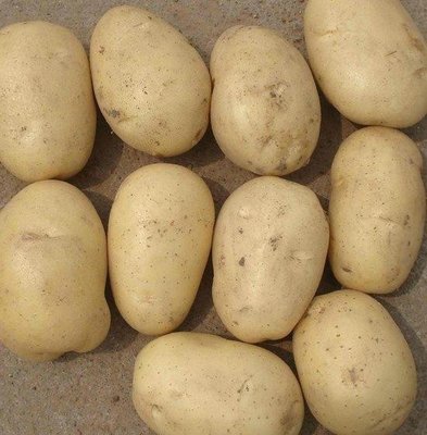 New Fresh Holland Potato