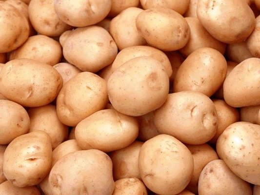 bright yellow color and smooth skin fresh farm  holland potatoes