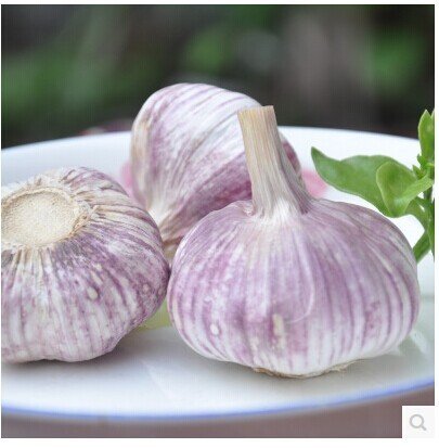 Fresh Garlic Se enriched garlic China shandong jinxiang garlic red garlic