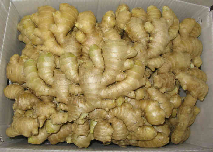 Clean Washed Fresh Ginger 50g No Insect Pest , Enduring Stored