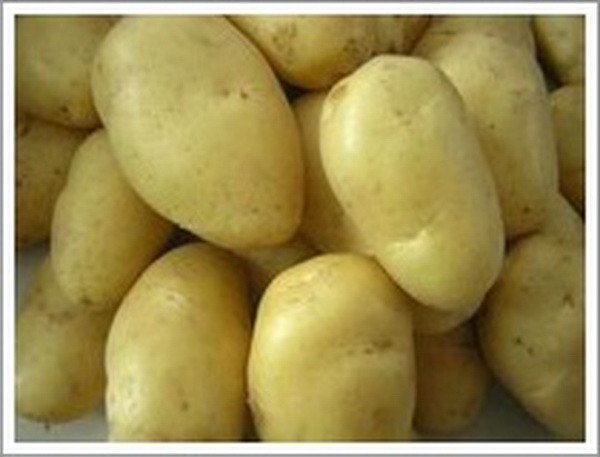 Top Grade New Crop Small Fresh Holland Potato Vegetable Long Shaped 125g