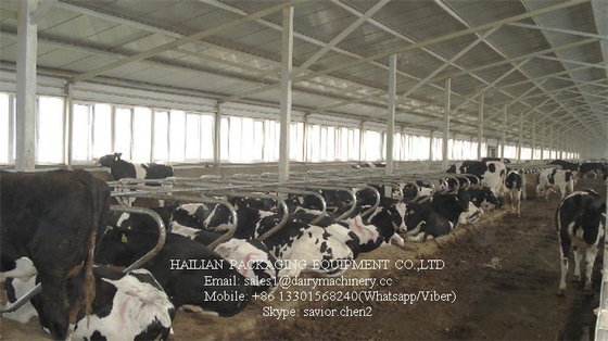 Type simple vache de rangée trayant la stalle avec le tuyau d'acier galvanisé à chaud