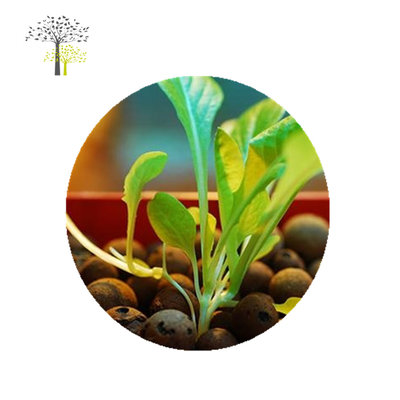 clay balls hydroponics images