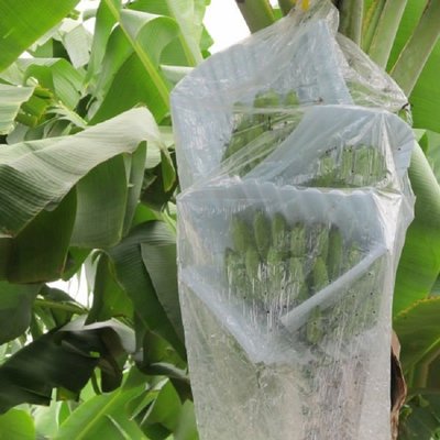 800*1600 mm PE Banana Bunch Bag