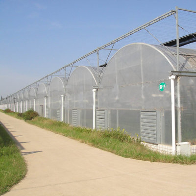 Hot sale gothic plastic film multi-span greenhouse with irrigation system