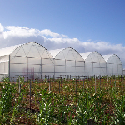 Hot sale gothic plastic film multi-span greenhouse with irrigation system