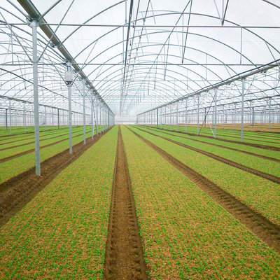 Hot sale polytunnel strawberry growing greenhouse with roof ventilation