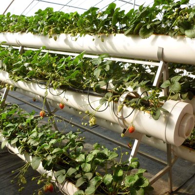 Hot sale polytunnel strawberry growing greenhouse with roof ventilation