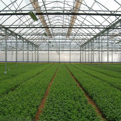 Hot sale polytunnel strawberry growing greenhouse with roof ventilation
