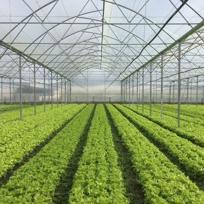 Hot sale polytunnel strawberry growing greenhouse with roof ventilation
