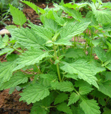 100% Pure Natural Rabdosia rubescens Extract 0.5%-98% Oridonin powder