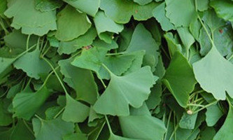 100% raw material bulk ginkgo biloba extract 24/6 powder