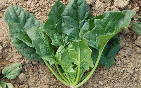 factory supply herb organic Malabar spinach juice powder