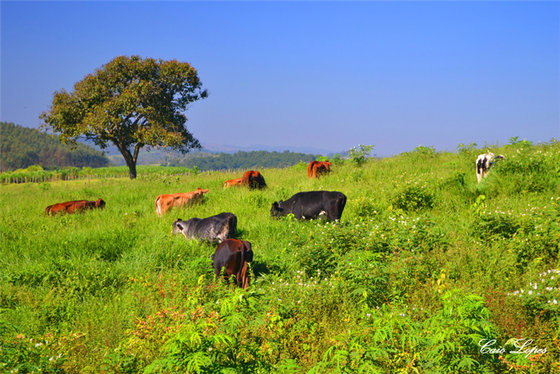 Cow / Buffalo / Goat Guar Gum Meal 55% Crude Protein In Guar Seed In Poultry Feed