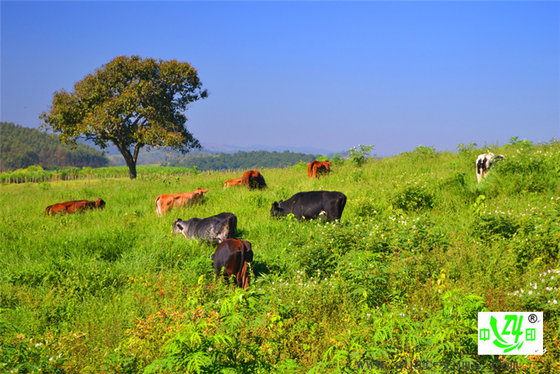High Protein Foods Guar Meal Korma By - Products For Sheep / Cattle / Horse