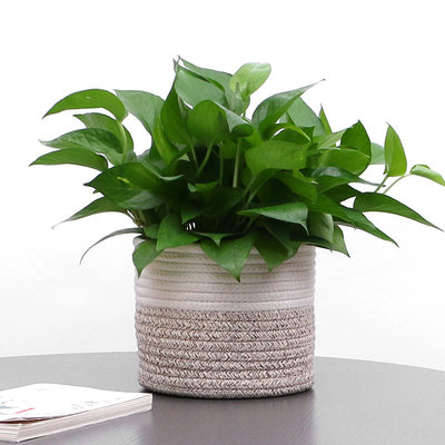 Cotton Rope Plant Basket Modern Woven Storage Basket,Containers Organizer for Small Plants, Flower Pot,Crafts, Toys, Hom