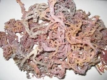 Good quality and best supply ability refined Kappa carrageenan with particle size 120 mesh for E standard