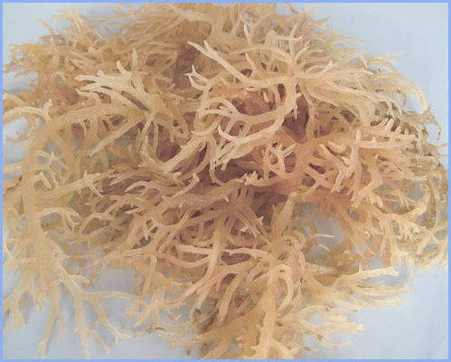 Good quality and fast supply ability semi refined IOTA carrageenan with particle size 120 mesh for E standard China