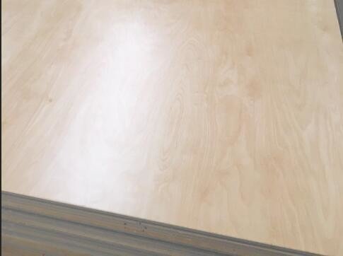 White Birch UV Coated Plywood Poplar / Eucalyptus Core Type 2.5 - 20mm Thickness