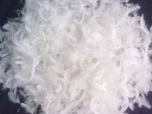 China 2cm - 4cm 100% White Duck Feather Quilt Filling Material Soft / Natural and Allergy Free supplier