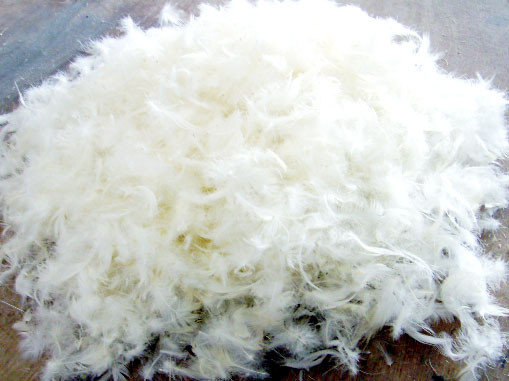 China Duck Feather For Quilt Filling Material Soft / Natural Allergy Free supplier