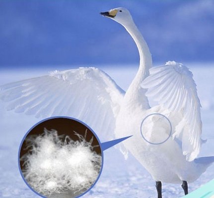China OKO-Tex Standard Pillow Filling Materials 75% White Goose Down 25% White Goose Feather supplier