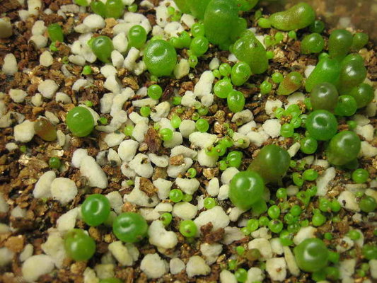 Expanded Perlite For Urban Agriculture Hydroponics With Good Price