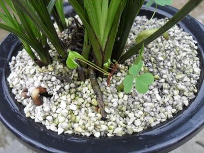 Top Quality Factory Price Expanded Perlite For Urban Agriculture