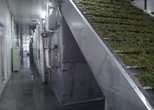 Förderband-Schleuder 16KW DW für Knoblauch/riesige Aronstab-Dehydrierung