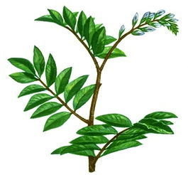 100% natural Licorice Extract yellow powder for immunity enhancing ISO factory supplier
