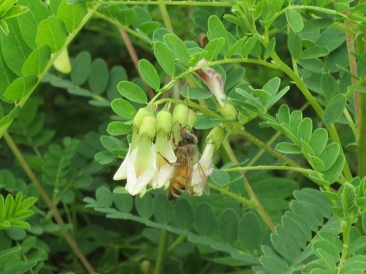Astragalus Root Extract protect liver Manufacturer