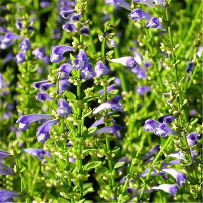 Best Price Bulk Scutellaria Baicalensis Root Extract 85% Baicalin