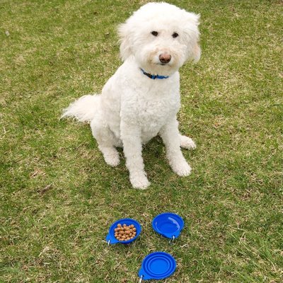 Blue Travel Dish outdoor products collapsible silicone bowl and cup , silicone dog bowls