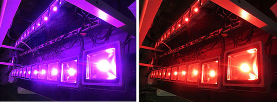 Outdoor RF Colorful Led Projector Light , 50watt RGB Led Floodlight Decoration Lighting supplier