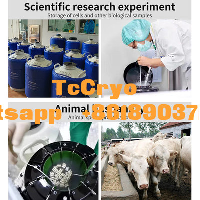 Uganda YDS-10 sperm tank KGSQ  liquid nitrogen sperm storage tank