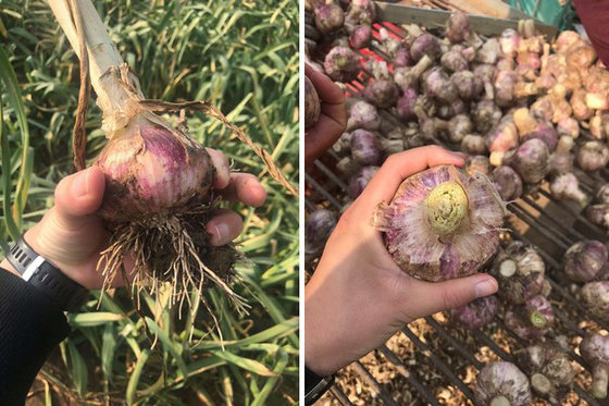 China The Price of New Garlic Fell Nearly Twice The Same Period Last Year supplier