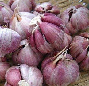 5.5cm Normal White Garlic supplier