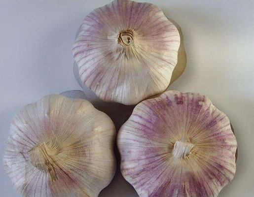 6.0cm Normal White Garlic supplier