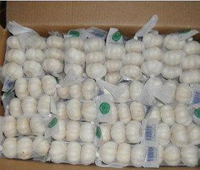 5.5cm Pure White Garlic supplier
