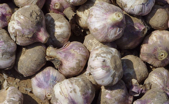 6.0cm Normal White Garlic supplier