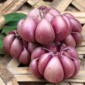 4.5cm Normal White Garlic supplier