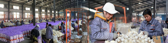 PIONEER GARLIC GROUP — China Garlic Price supplier