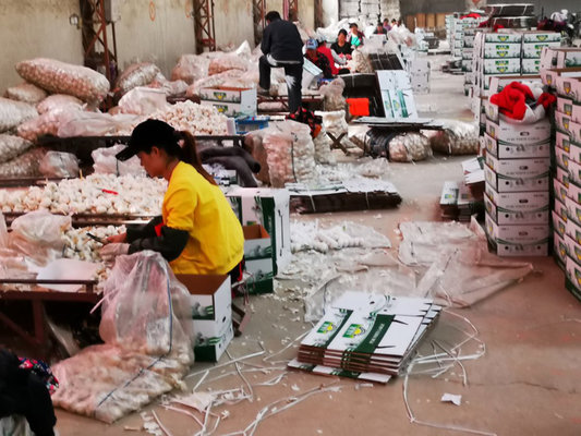 PIONEER GARLIC GROUP — China Garlic Price supplier