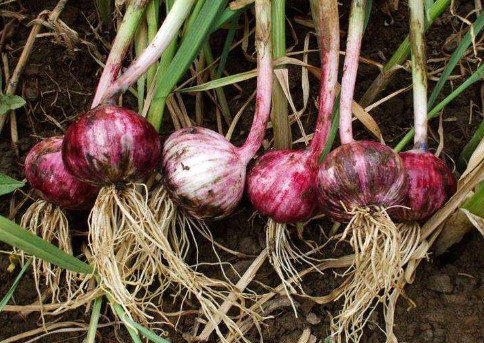 October 18 2019 stock-China Garlic Price 2019 supplier
