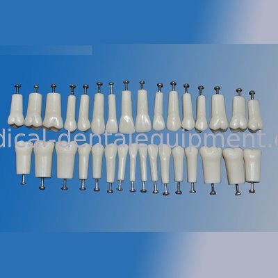 Nissin 200 Compatible Dental Clinic Equipment Dental Teeth 32 Pcs